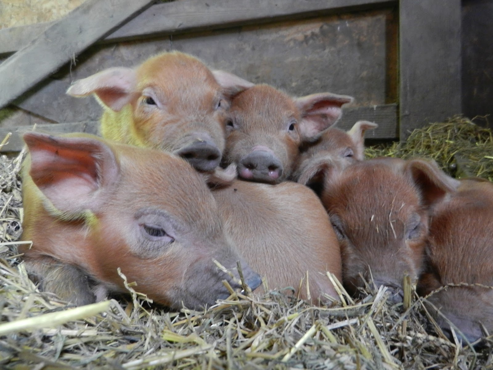 The Midlife Farmwife: Lucky Duck Pigs