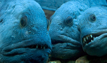 The Presurfer: The Wolffish