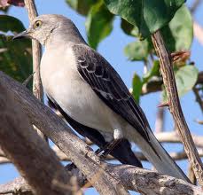 Ambiente Mexicano "El Blog": "EL CENZONTLE..."