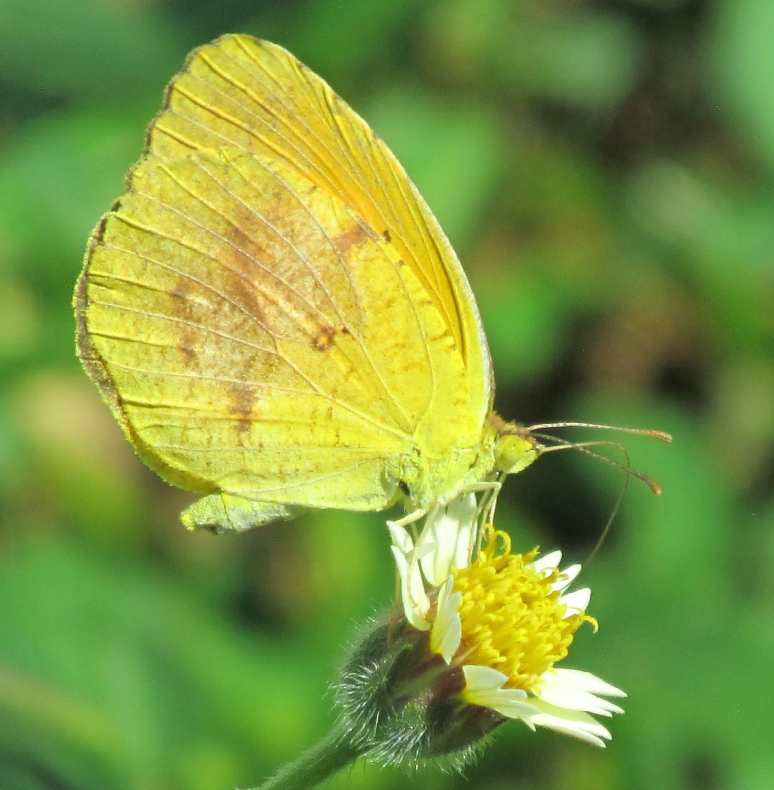Mariposarios de Puerto Rico