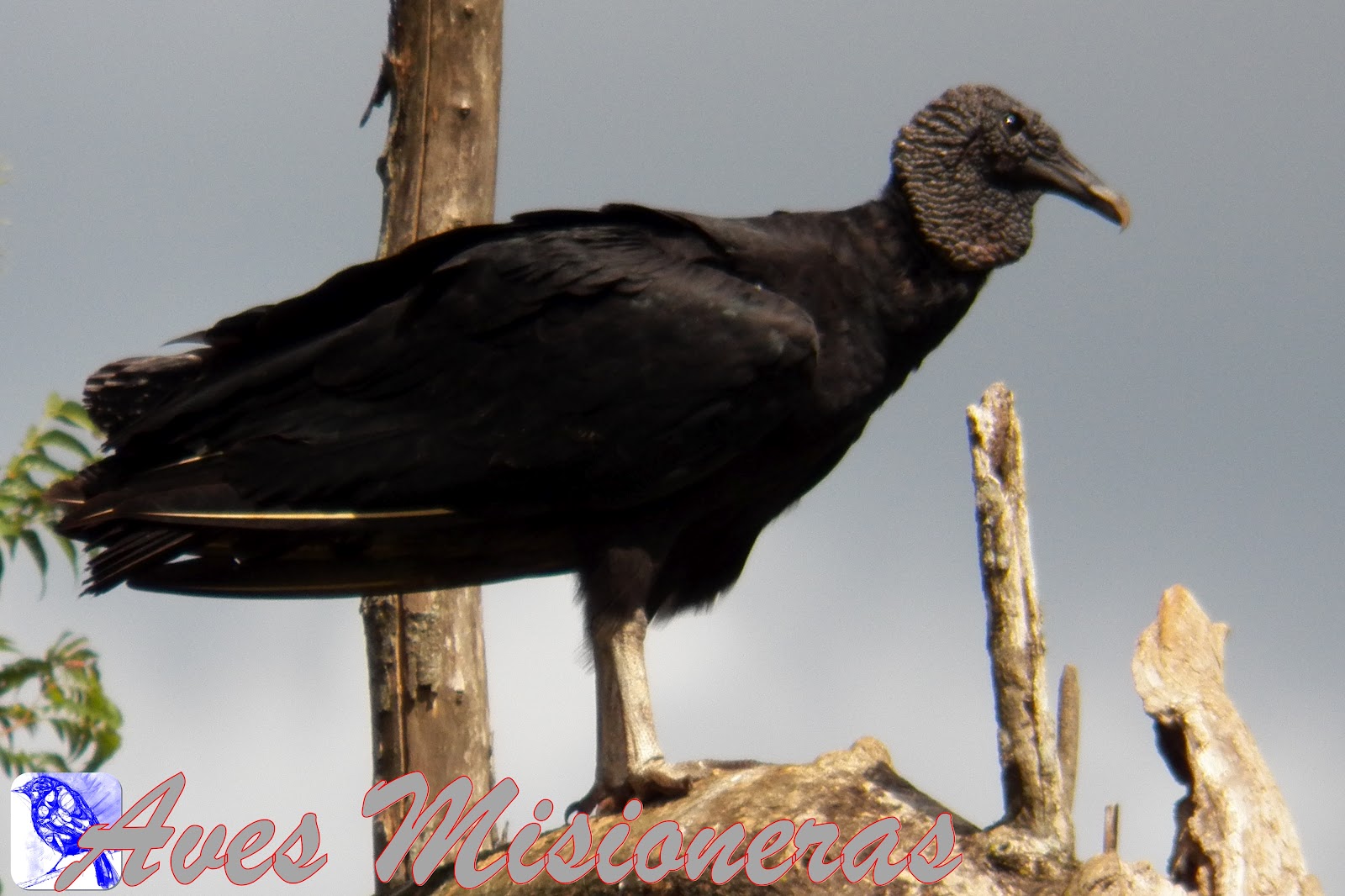Aves Misioneras: Jote cabeza negra: Coragyps atratus