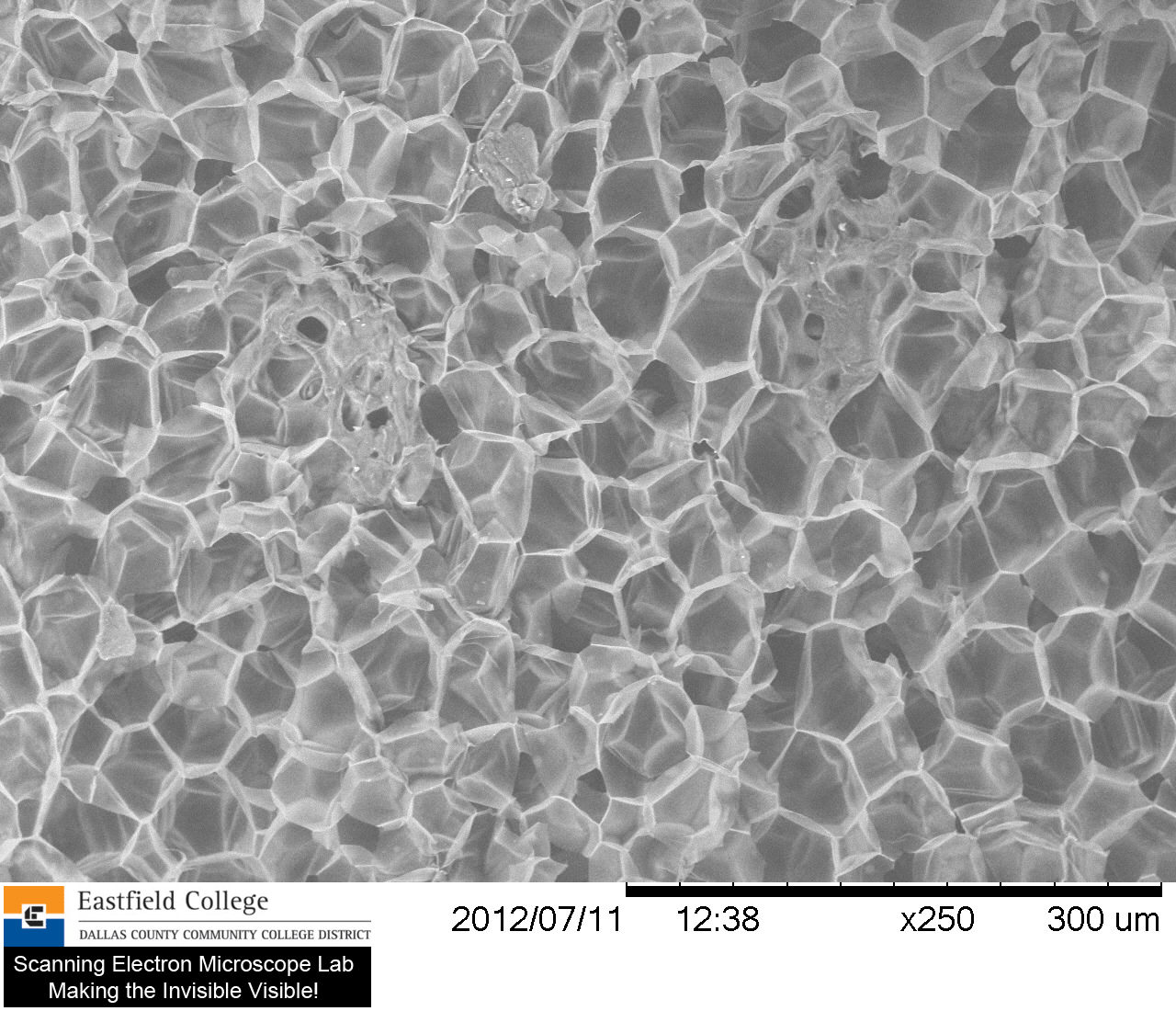 Scanning Electron Microscope Blog: Popcorn Revealed