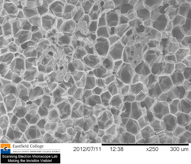 Scanning Electron Microscope Blog: Popcorn Revealed