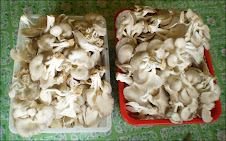 Rumah Cendawan Baru | IKB Mushroom Sdn Bhd