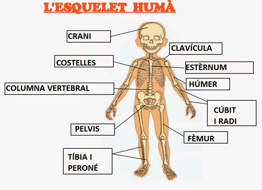 Educació Física a l'Escola Frederic Godàs: El meu cos! Les parts del ...