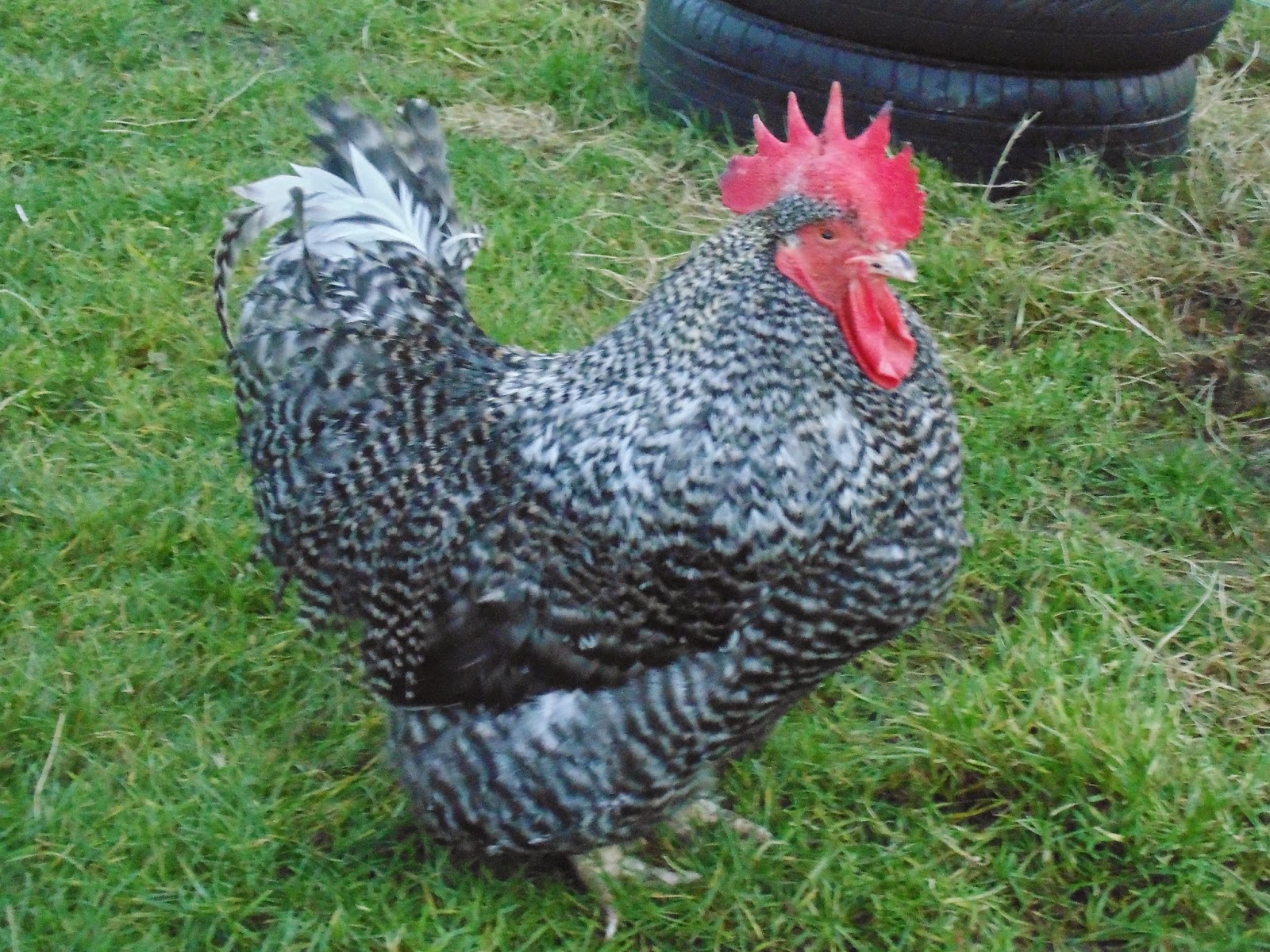 Croft 2A: Cuckoo Scots Dumpies