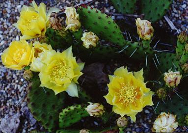 Hoot Owl Hollow: More Cactus