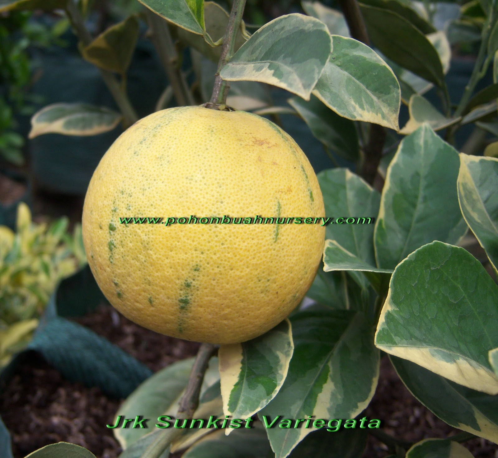 PBN: Jeruk Sunkist Variegata (Dom Kuning)