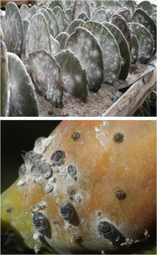 Art Threads: Monday Project - Dyeing with Cochineal