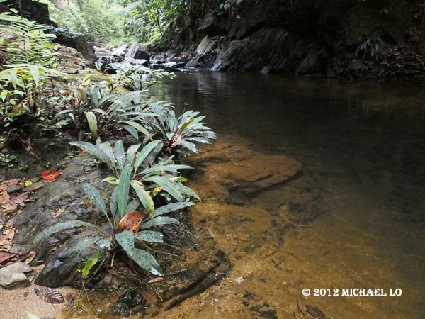 The rainforests of Borneo & Southeast Asia: New species of Piptospatha ...