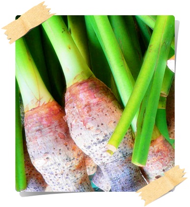 Jenis Tanaman Talas Bernilai Ekonomis Tinggi. | SeputarPertanian.Com