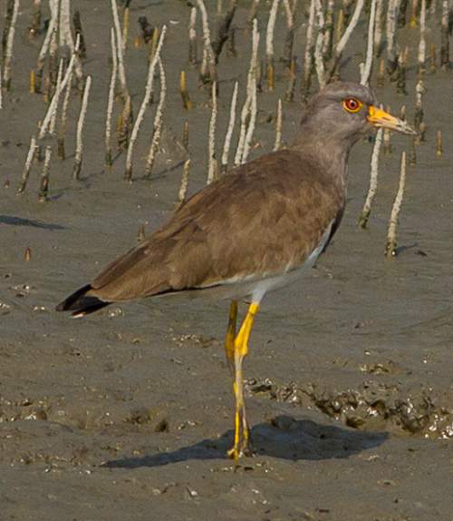Grey-headed lapwing photos | Birds of India | Bird World