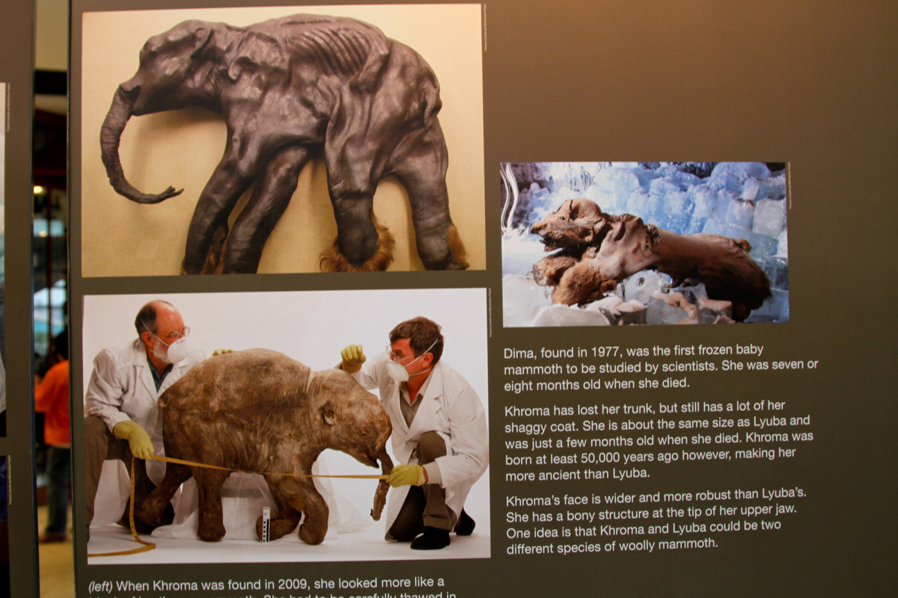 Locky's English Playground: Event: I Love Lyuba: Baby Mammoth of the ...