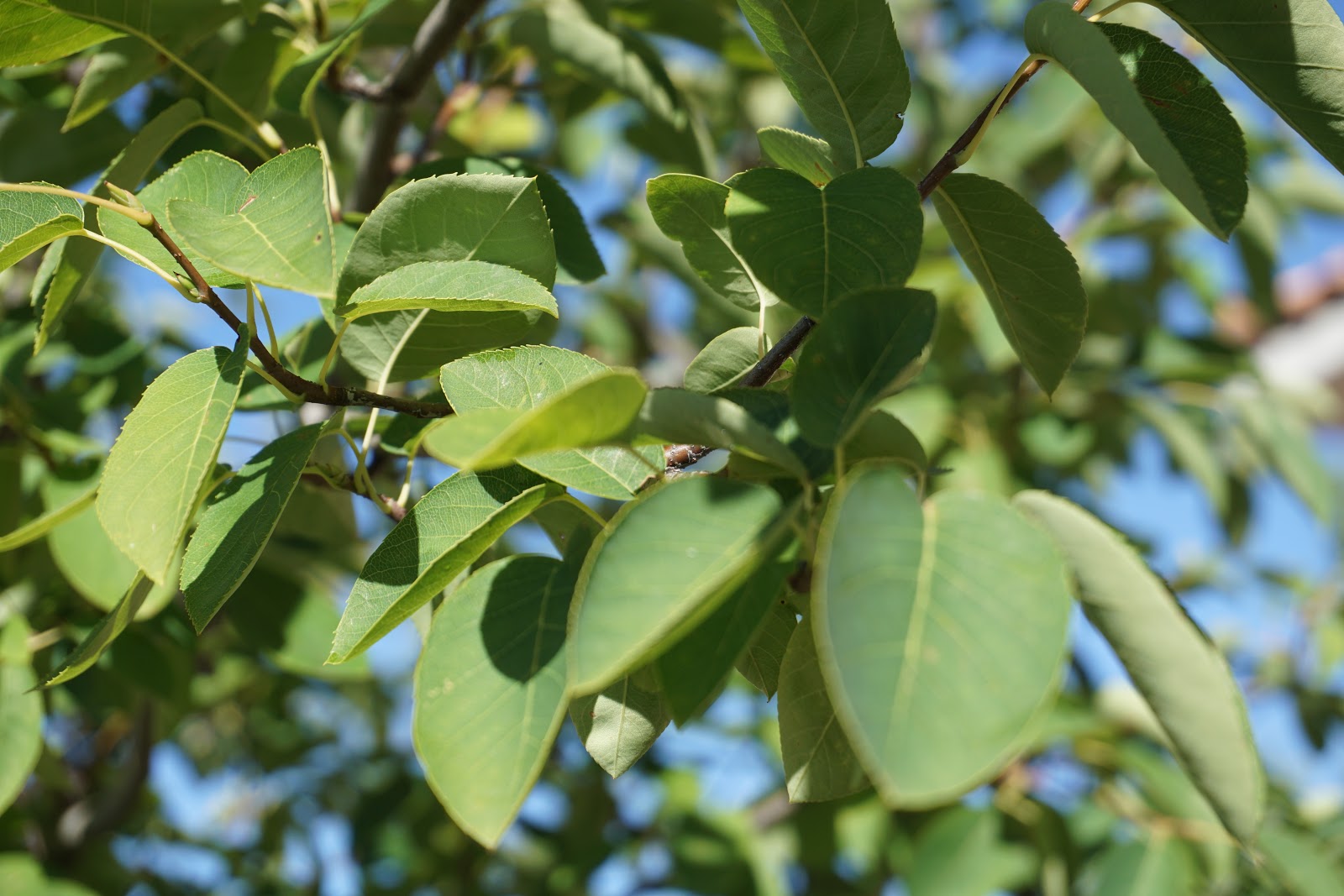 Plantas de Huerta Otea, Salamanca: Bonetero, bonete de cura (Euonymus ...