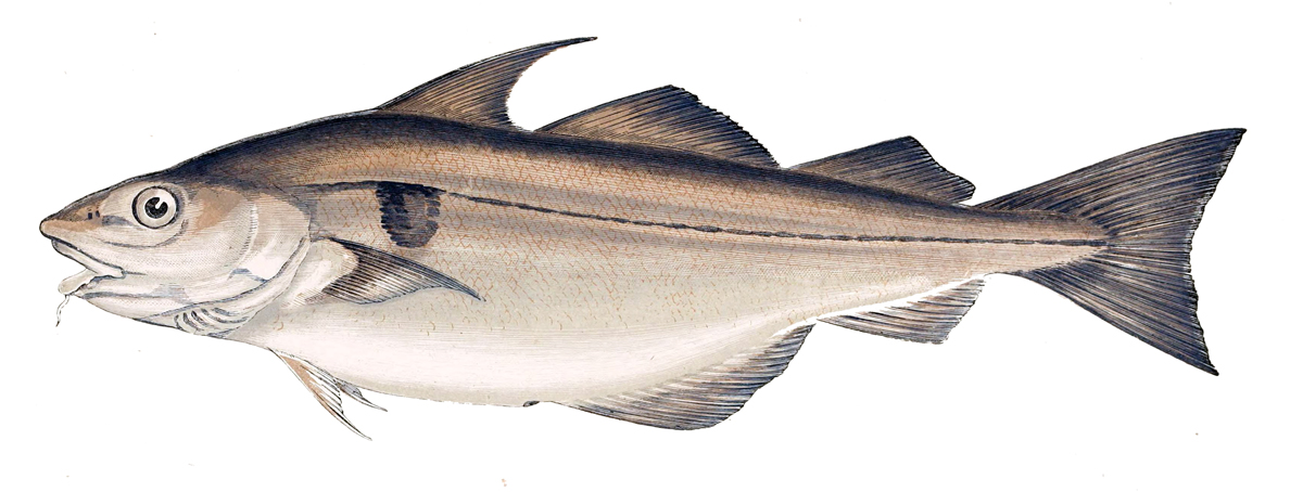 Différence entre la morue et le cabillaud