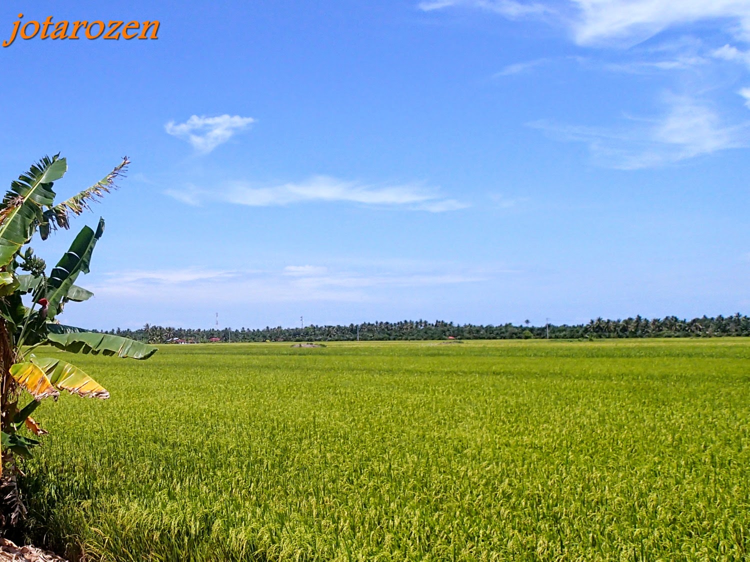 Footsteps - Jotaro's Travels: Gallery : Scenic Sekinchan Padi Fields