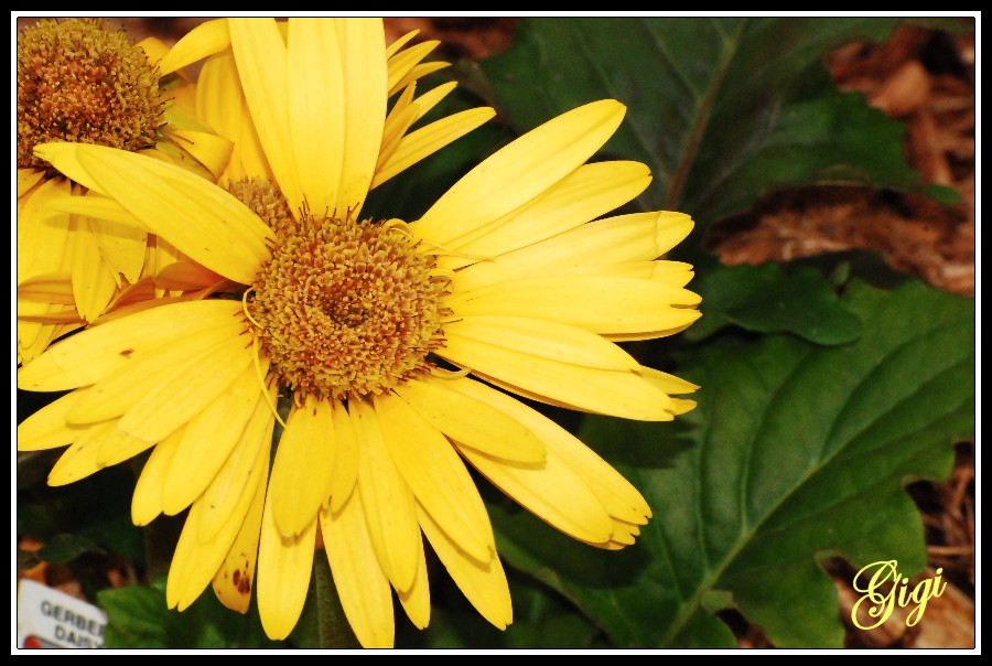 Cajun Gardening: Gerber Daisy
