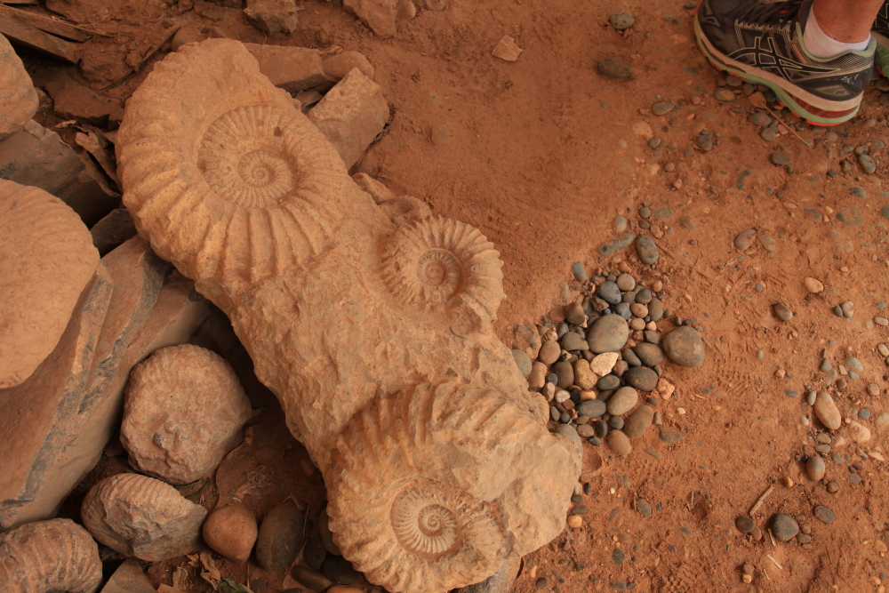 Earthly Musings - My Travel and Geology Blog: Fossils and Sand Dunes in ...