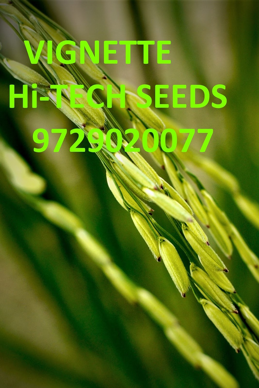 VIGNETTE HI-TECH SEED KARNAL: Basmati 370 best aroma and long grain for ...