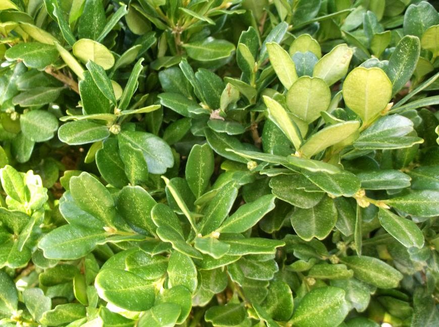 Future Plants by Randy Stewart: Boxwoods
