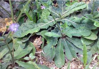 MENGENAL MANFAAT DAUN TAPAK LIMAN | INFORMASI KESEHATAN DAN KHASIAT ...