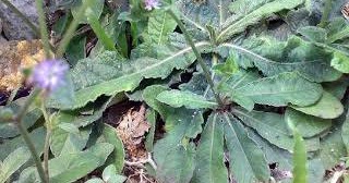 MENGENAL MANFAAT DAUN TAPAK LIMAN | INFORMASI KESEHATAN DAN KHASIAT ...