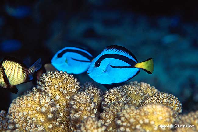 Blue Tang Fish | Animal Literature