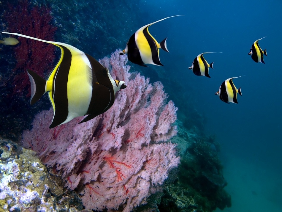 Golden Eye View: Top 15 Most Beautiful Fishes of the World according to ...