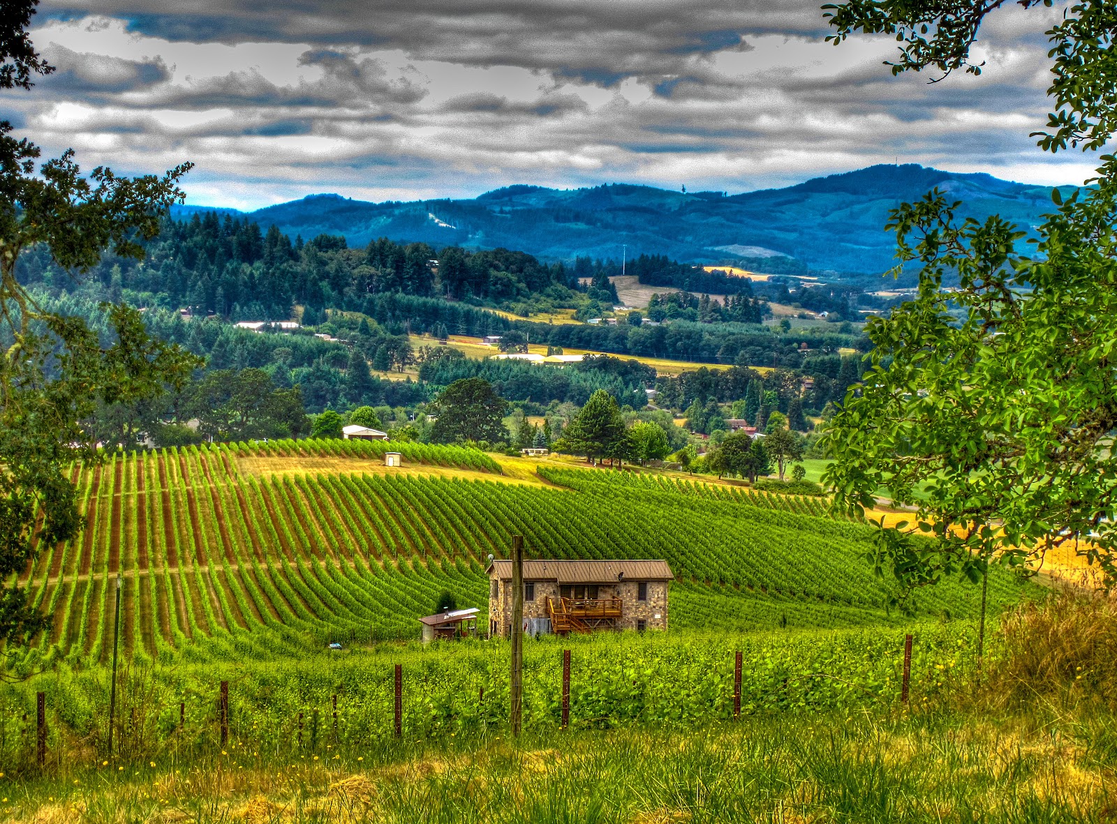 Thom Zehrfeld Photography : Cool Lavender Fields