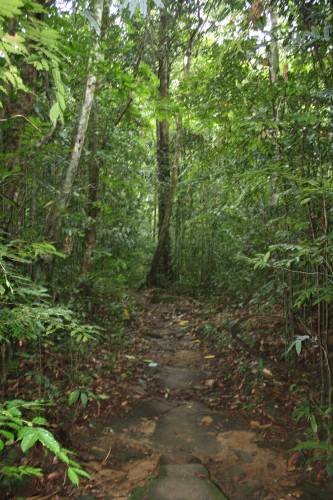 Amazing Kitulgala Tour : Kelani Valley Forest Reserve