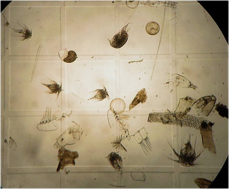 Wild copepod collection by bag-net collector