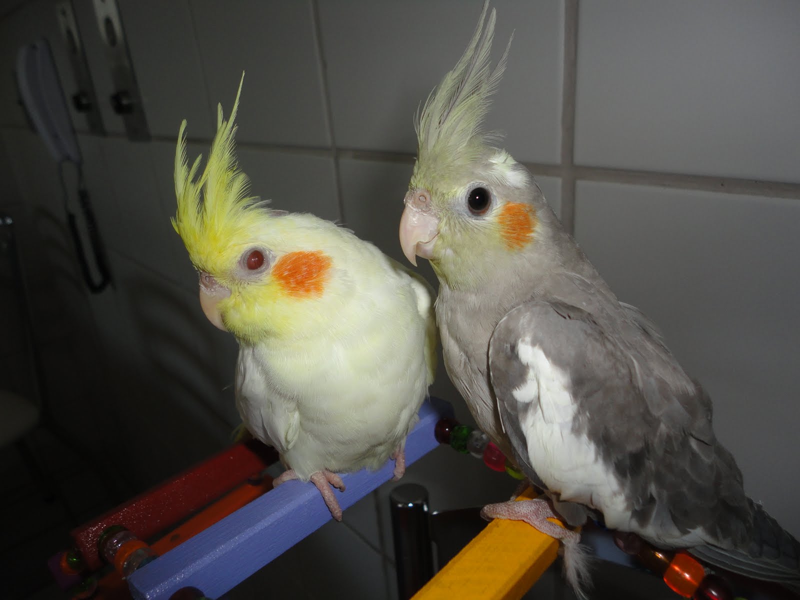 A BELEZA E A ARTE DAS CALOPSITAS: Calopsitas (Lutina e Silvestre) Os ...