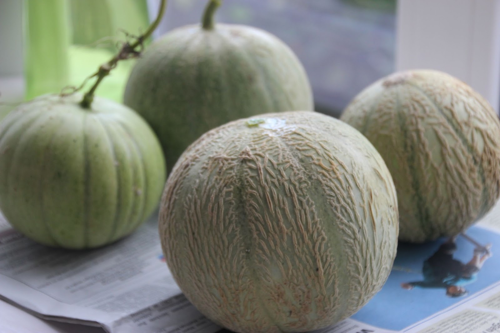 Vegan kochen: Zuckermelonen