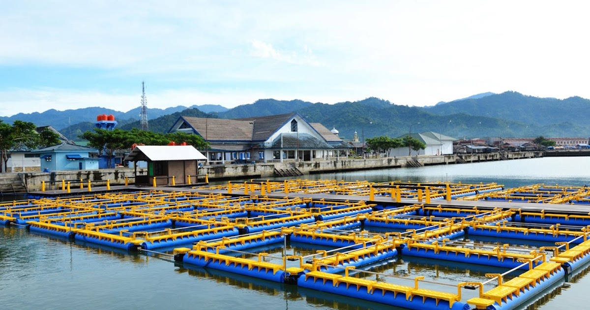 CARA BUDIDAYA IKAN DI KARAMBA JARING APUNG ~ SCIENCE OF AQUACULTURE