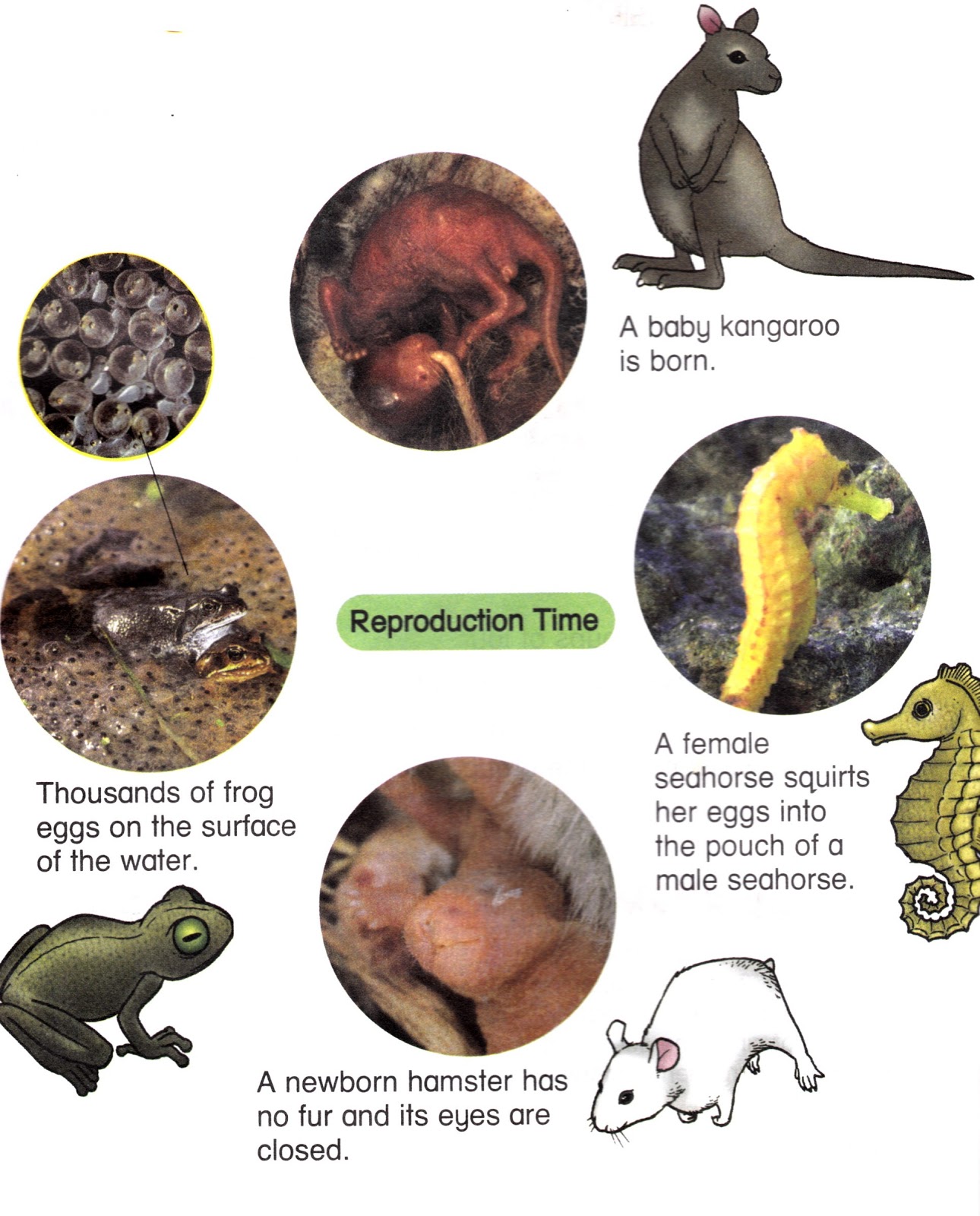 Reproduce | Science Year 4