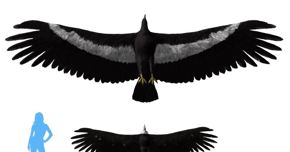 Extinct Animal of the Week: Birds and Thunder