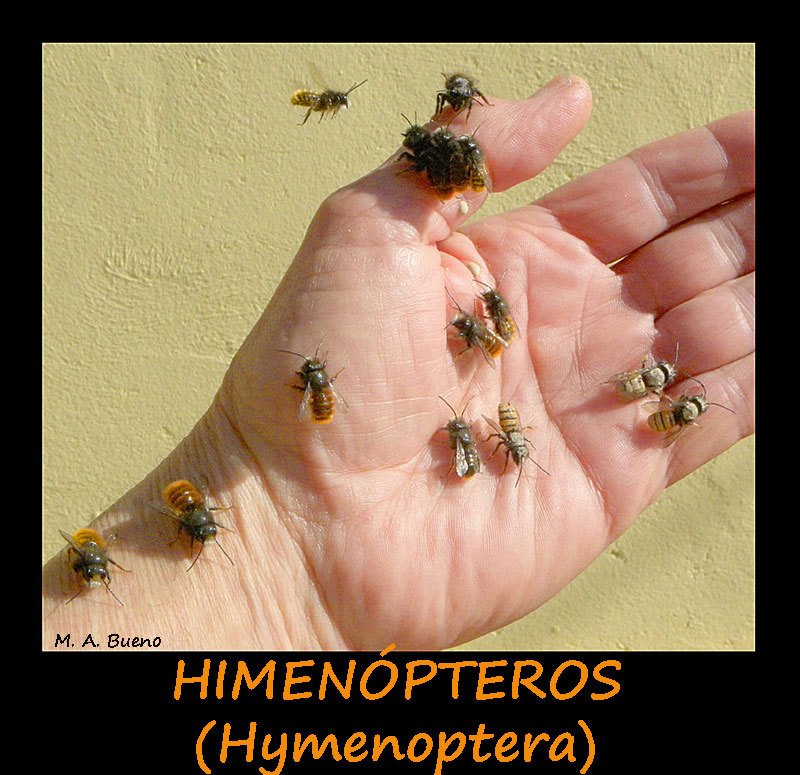 Foto-Natura-Huesca: febrero 2019