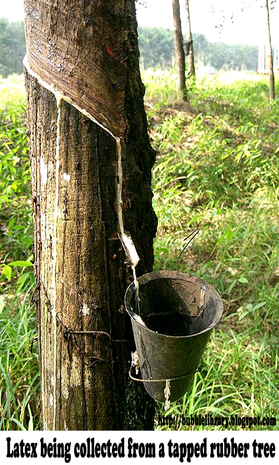 B u B b L e L i B R A R Y: June 2011