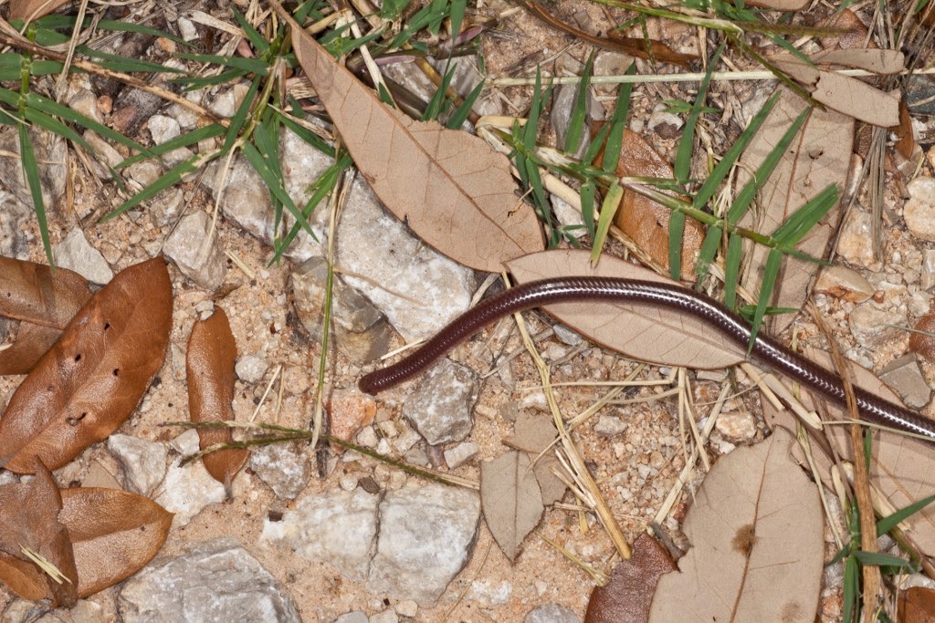 JaredDavidsonPhotography: Texas Blind Snake photographs