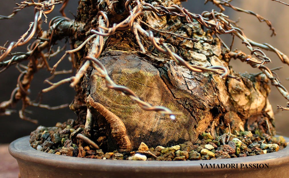 Yamadori Passion: El Olmito (II)