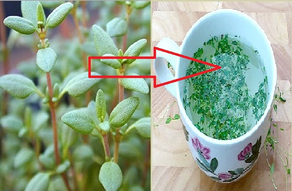 Dalam Sekejap'''Kanker, Tum0r, Batuk, Demam Hingga Luka Bisa Di Obati ...