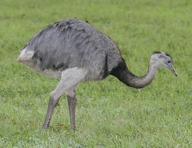 Greater Rhea | The Biggest Animals Kingdom