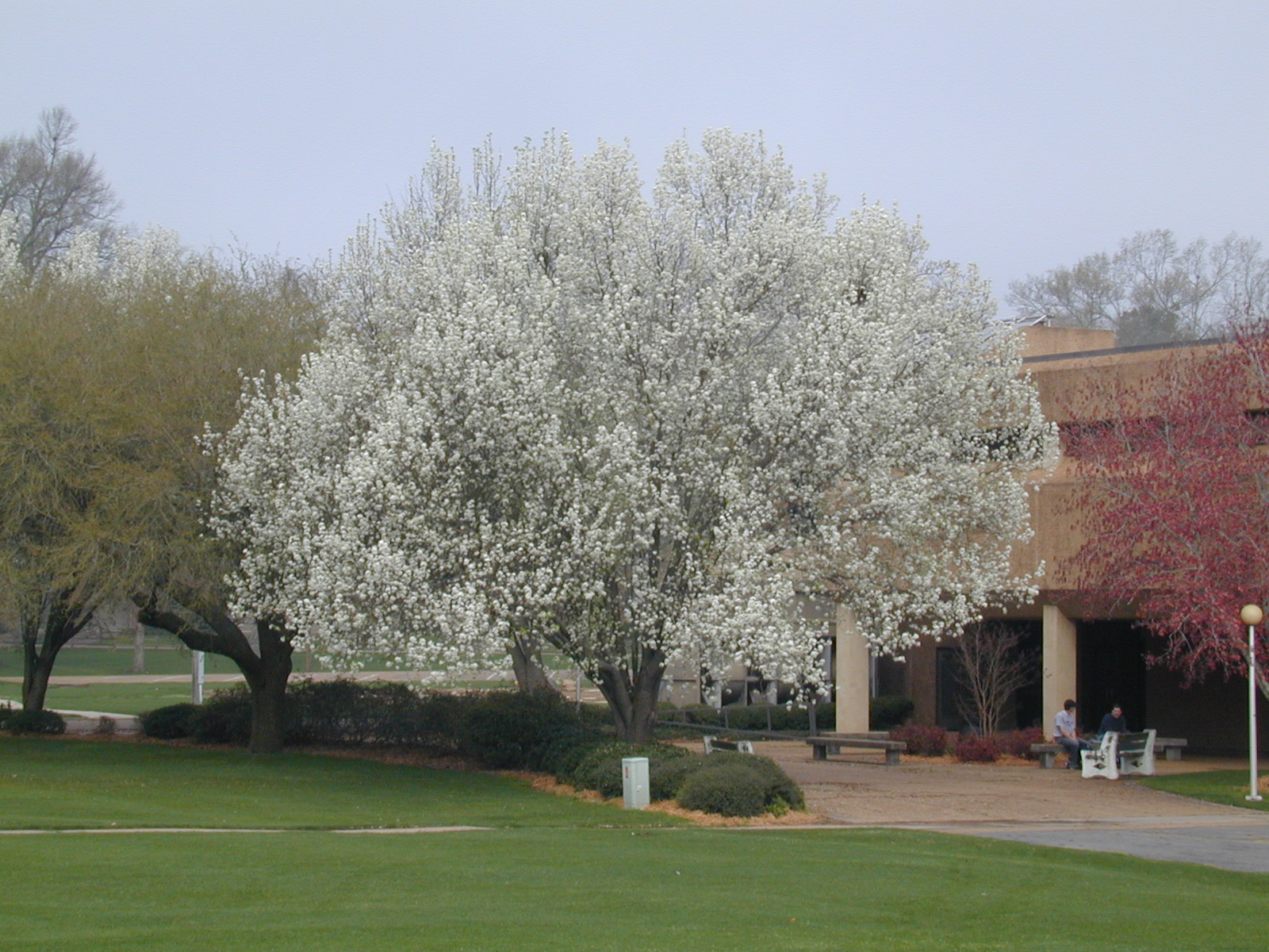 Trees of Santa Cruz County: Pyrus calleryana - Callery Pear