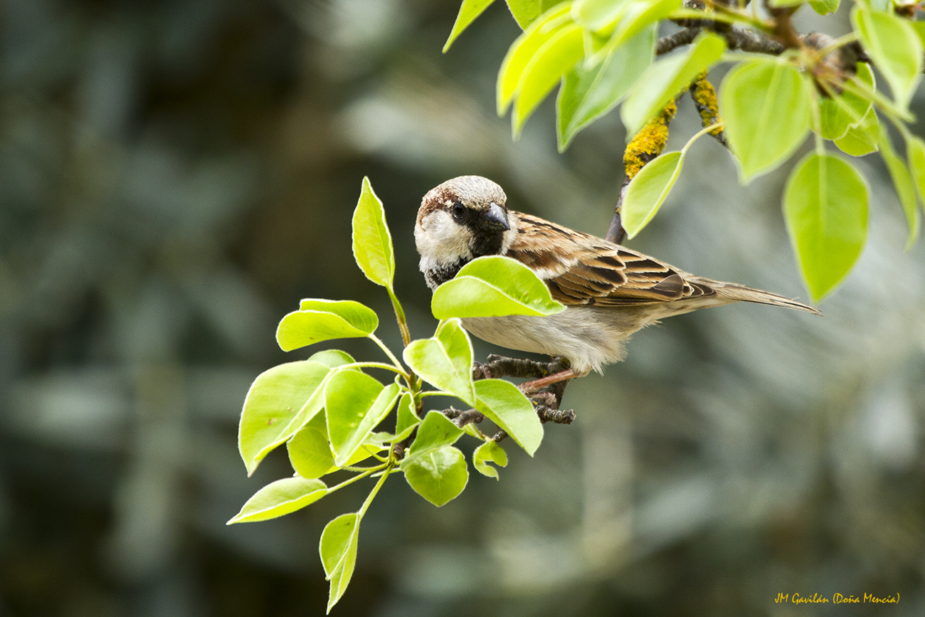 Fotografía de Naturaleza - JM Gavilán: Gorrión común (Passer domesticus)