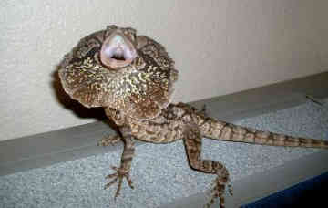 Clamidosaurio de King (Chlamydosaurus kingii)