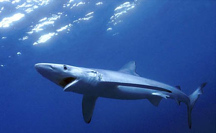 Mundo do Mergulho: CONHEÇA UM POUCO SOBRE OS TUBARÕES