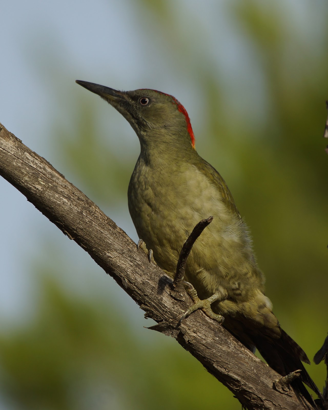 Pasión por las aves: Pito real.(Picus viridis)