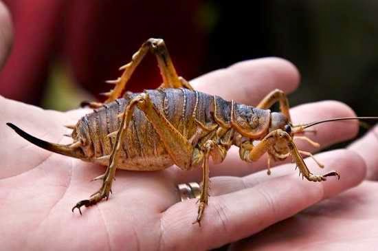 One species a day: Giant weta