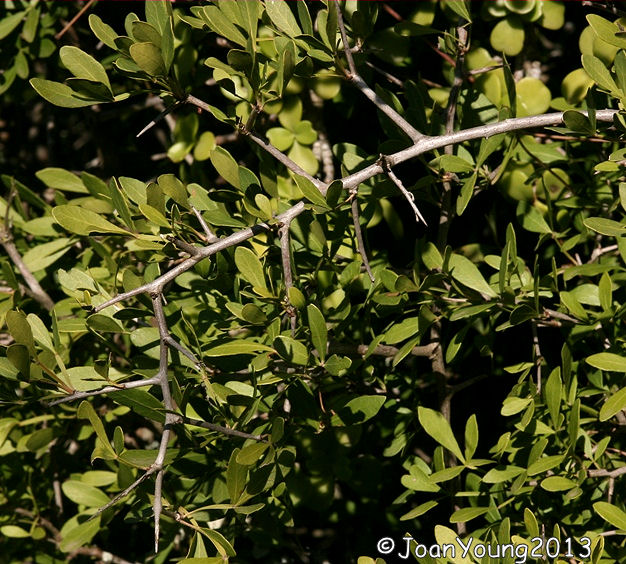 Natures World of Wonder: Common Spike-thorn (Maytenus hetrophylla)