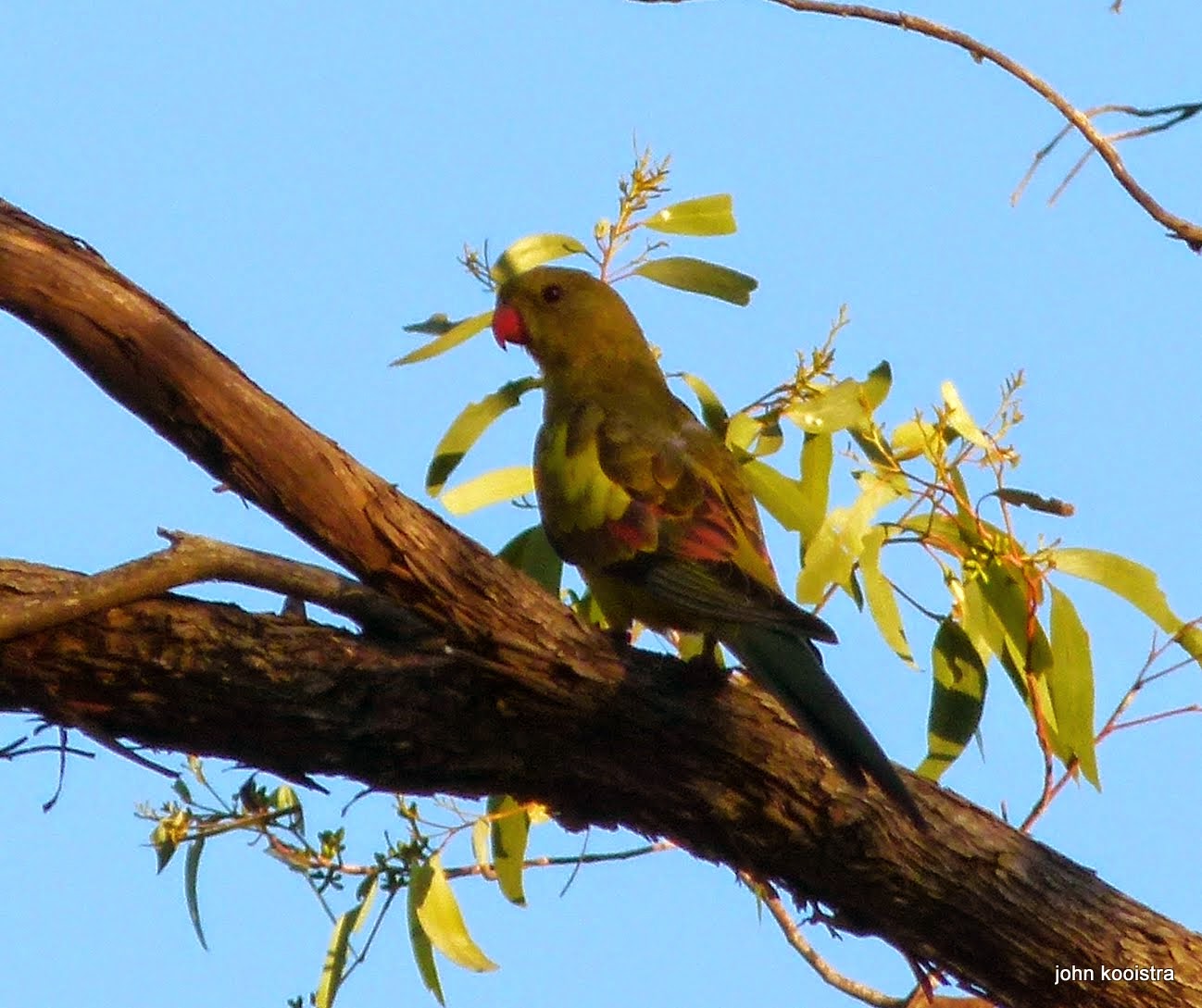 QUEENSLAND BIRDER - Birds and the natural world at home and away ...
